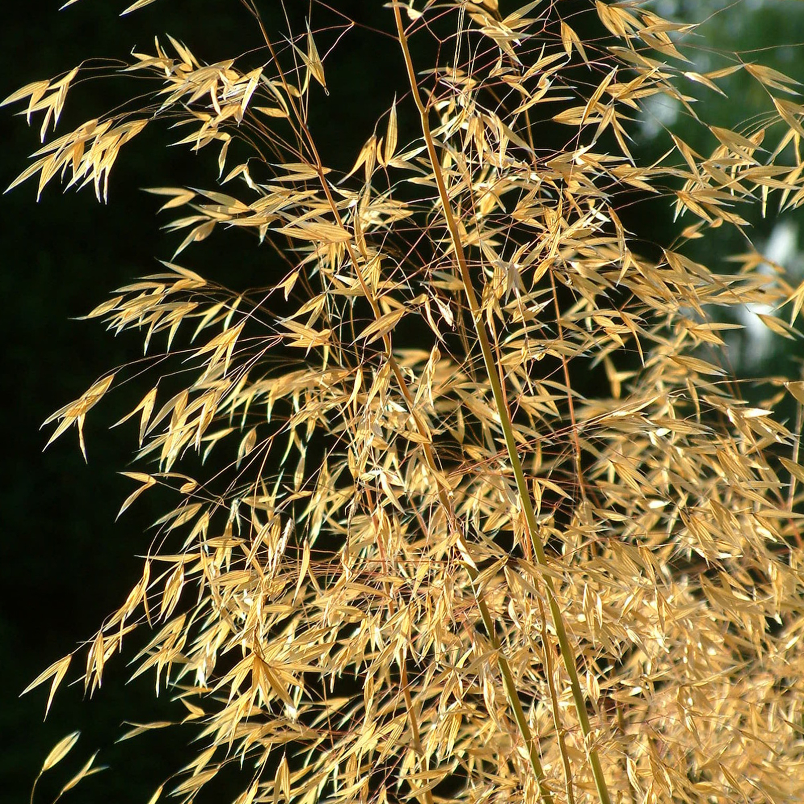 Stipa gigantea Golden Oats Evergreen Flowering Outdoor Garden Grass Pot ...