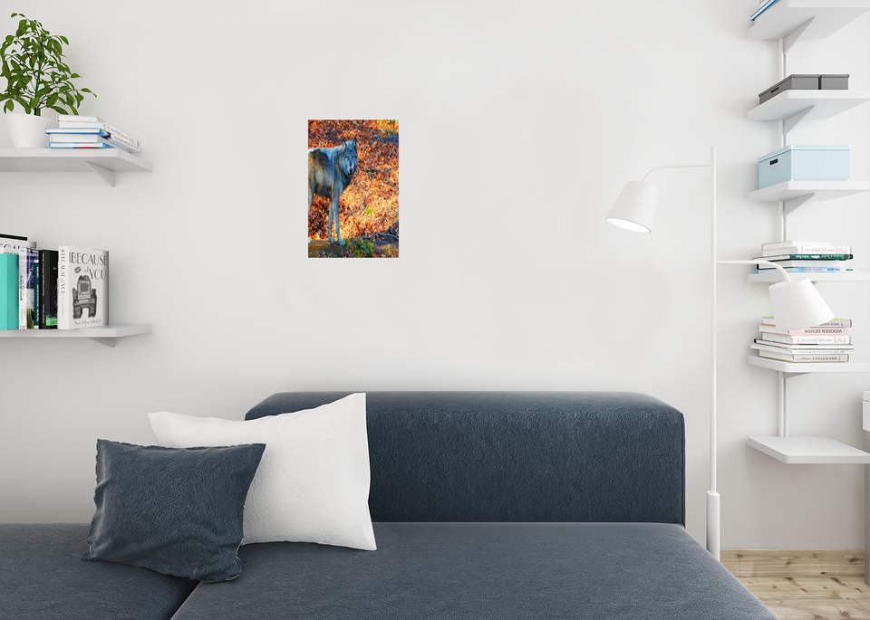 Pacing Black Wolf Photo Photograph Cool Wall Decor Art Print Poster ...