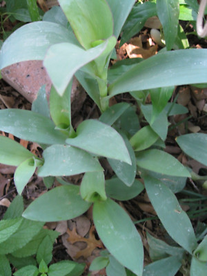 Wandering Jew Rooted Plant Green Tradescantia buckleyi Spiderwort Day ...