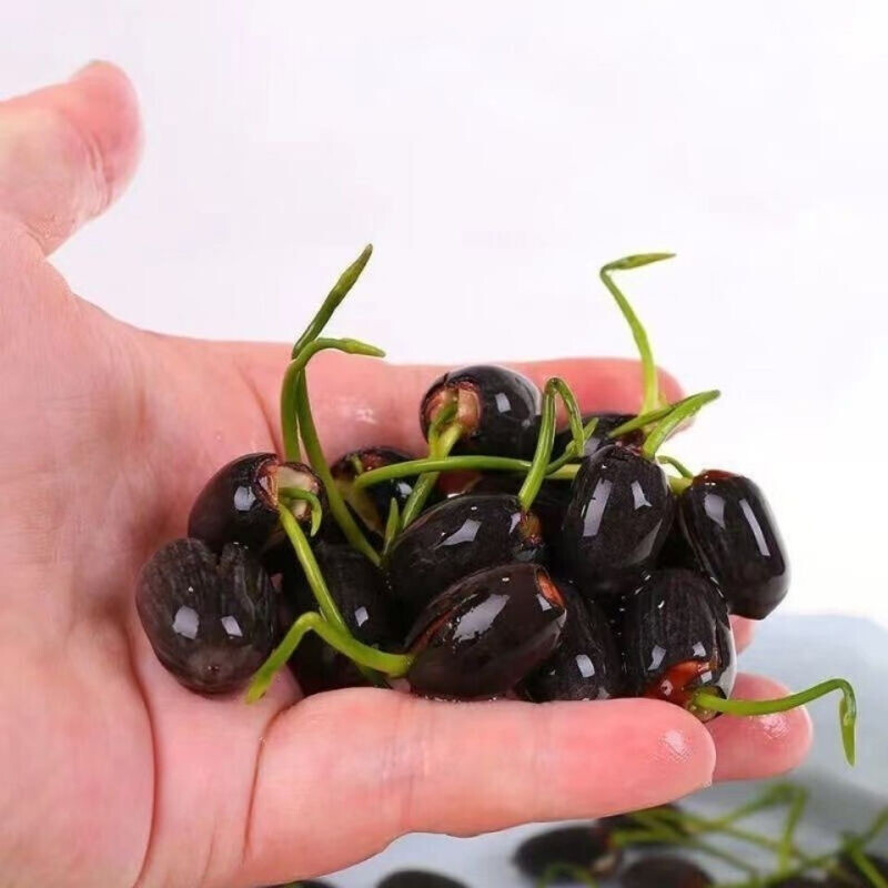 30 Mix Lotus Seeds Mix Color Lotus flower Seeds Sacred Indian Lotus | eBay