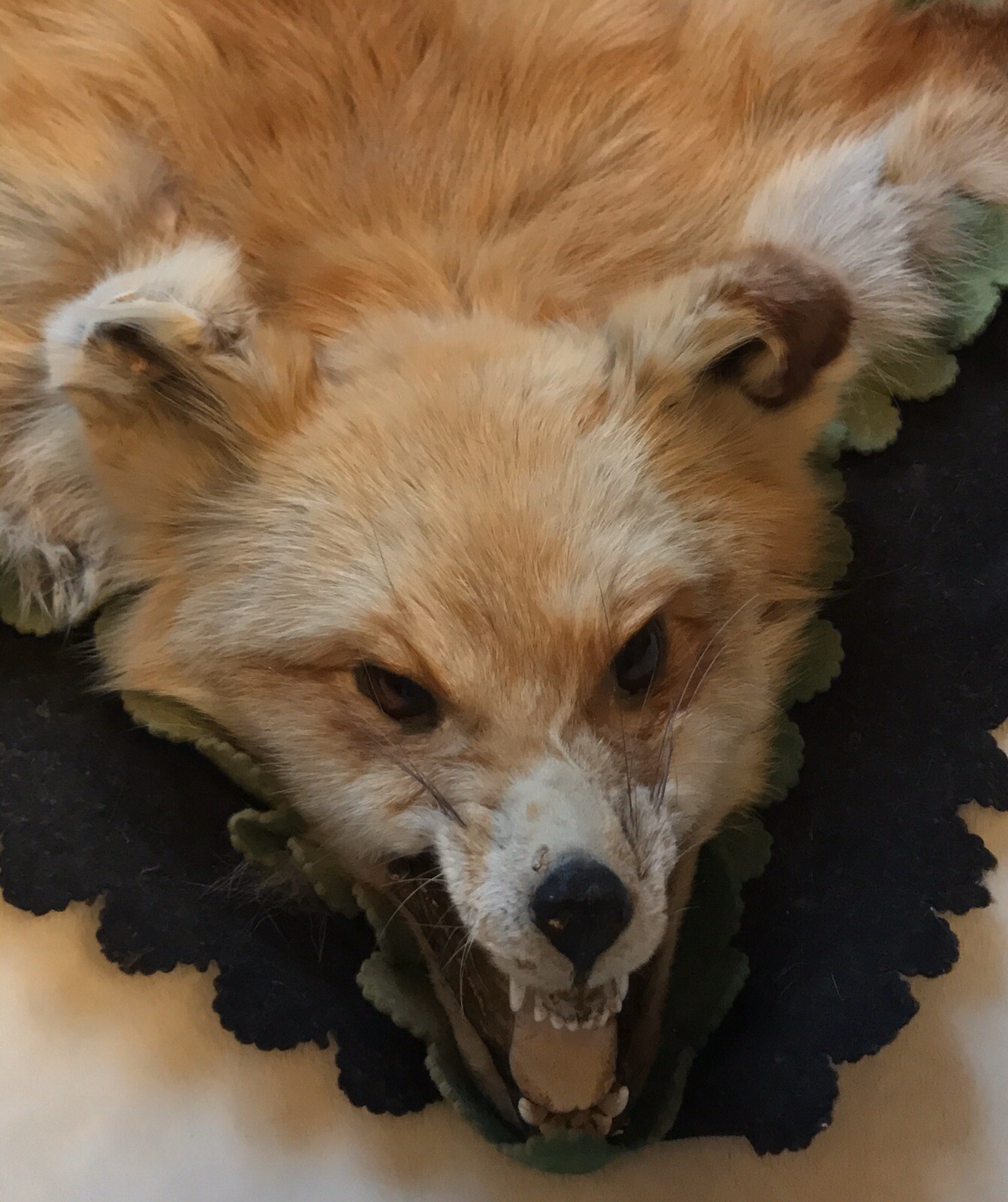 Vintage RED FOX TAXIDERMY RUG, MOUNT WITH HEAD - PELT, FUR, SKIN, HIDE ...