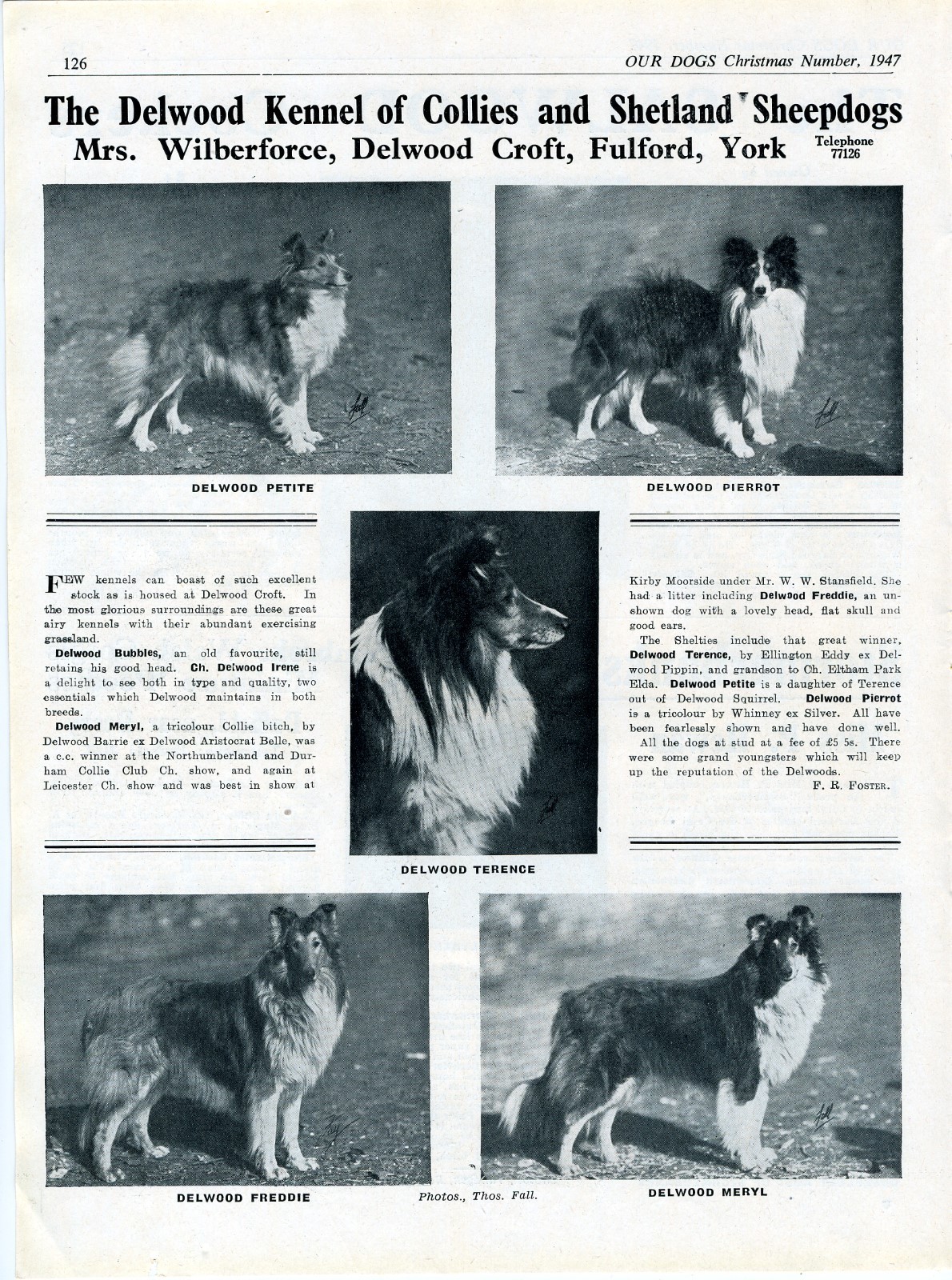 COLLIE DOG BREED KENNEL ADVERT PRINT PAGE DELWOOD KENNEL OUR DOGS 1947 ...