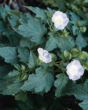 Nicandra physalodes 1,000 seeds | eBay