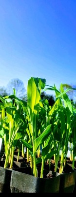 chibage seedlings multisown. ready to plant you get 6 multisown plugs ...