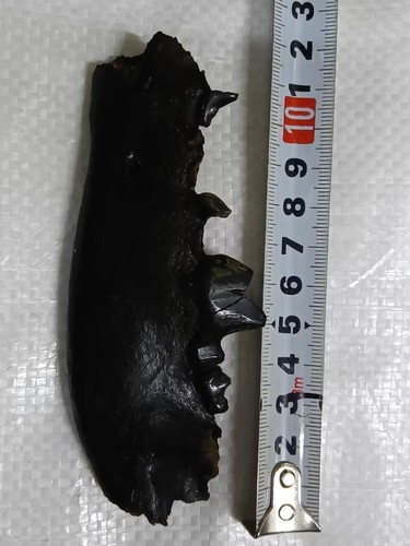 Ice Age Tooth Fossils, Paleontological Fossil Specimens | eBay