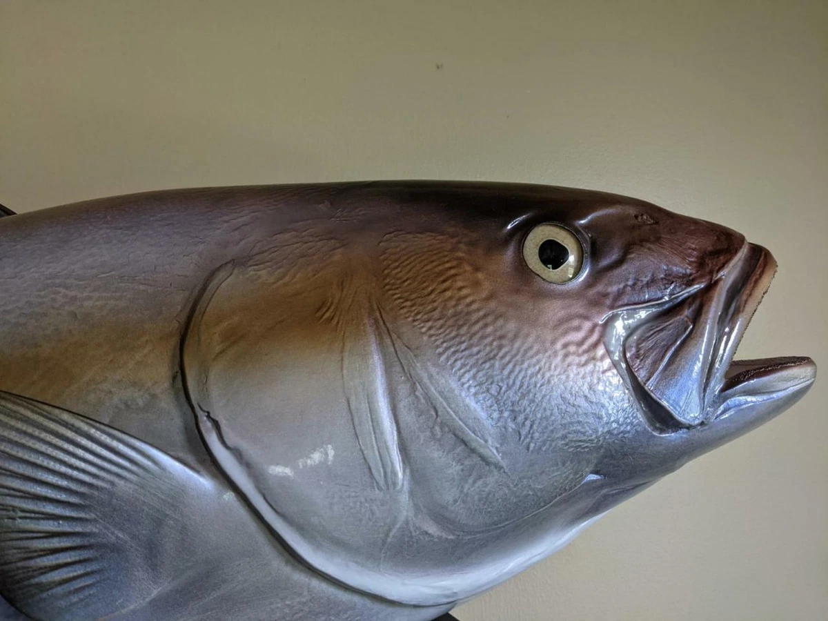 Baby Amberjack