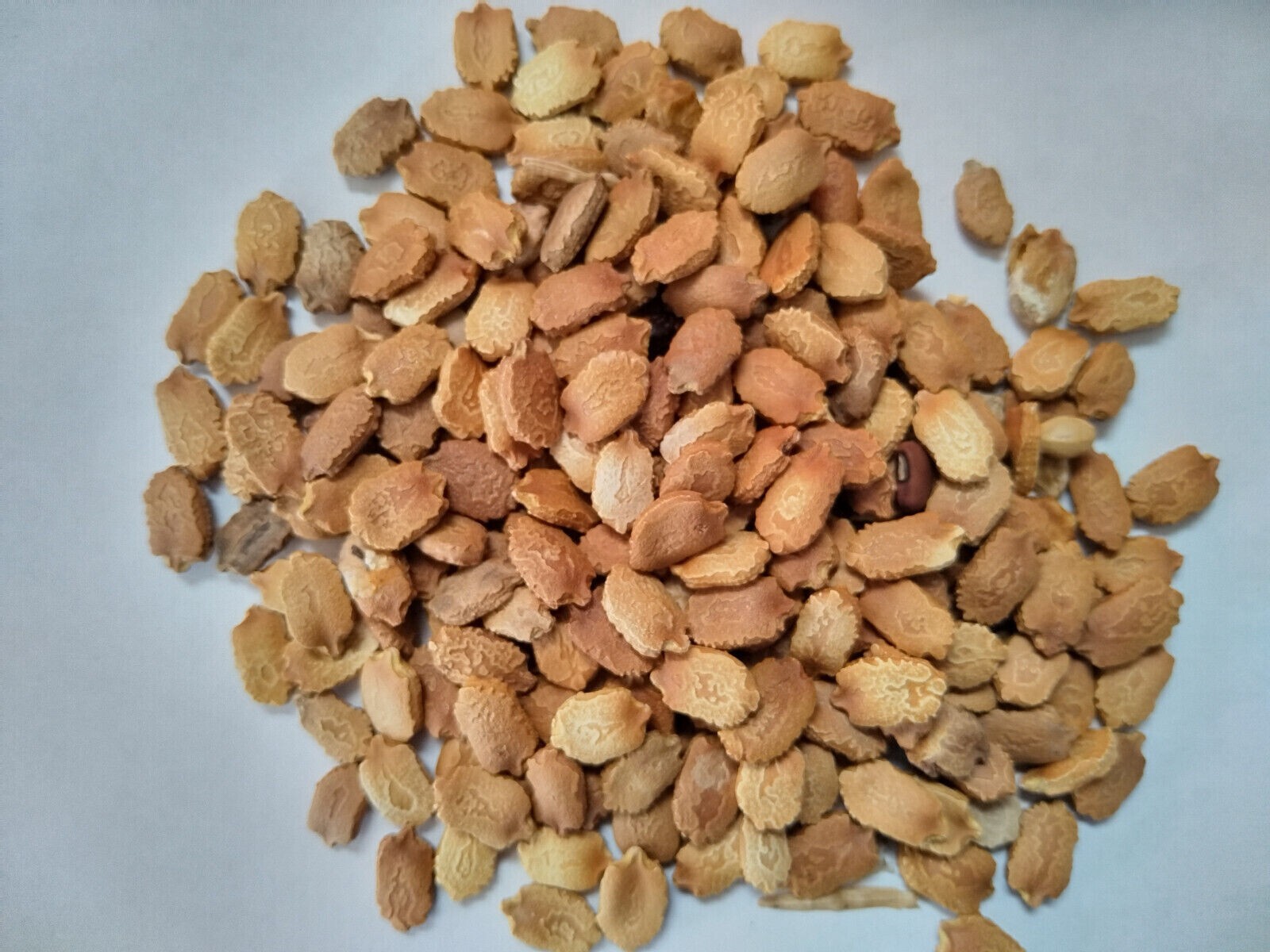100 Seeds Very RARE Taiwan White Apple Pear Bitter Melon Balsam ...
