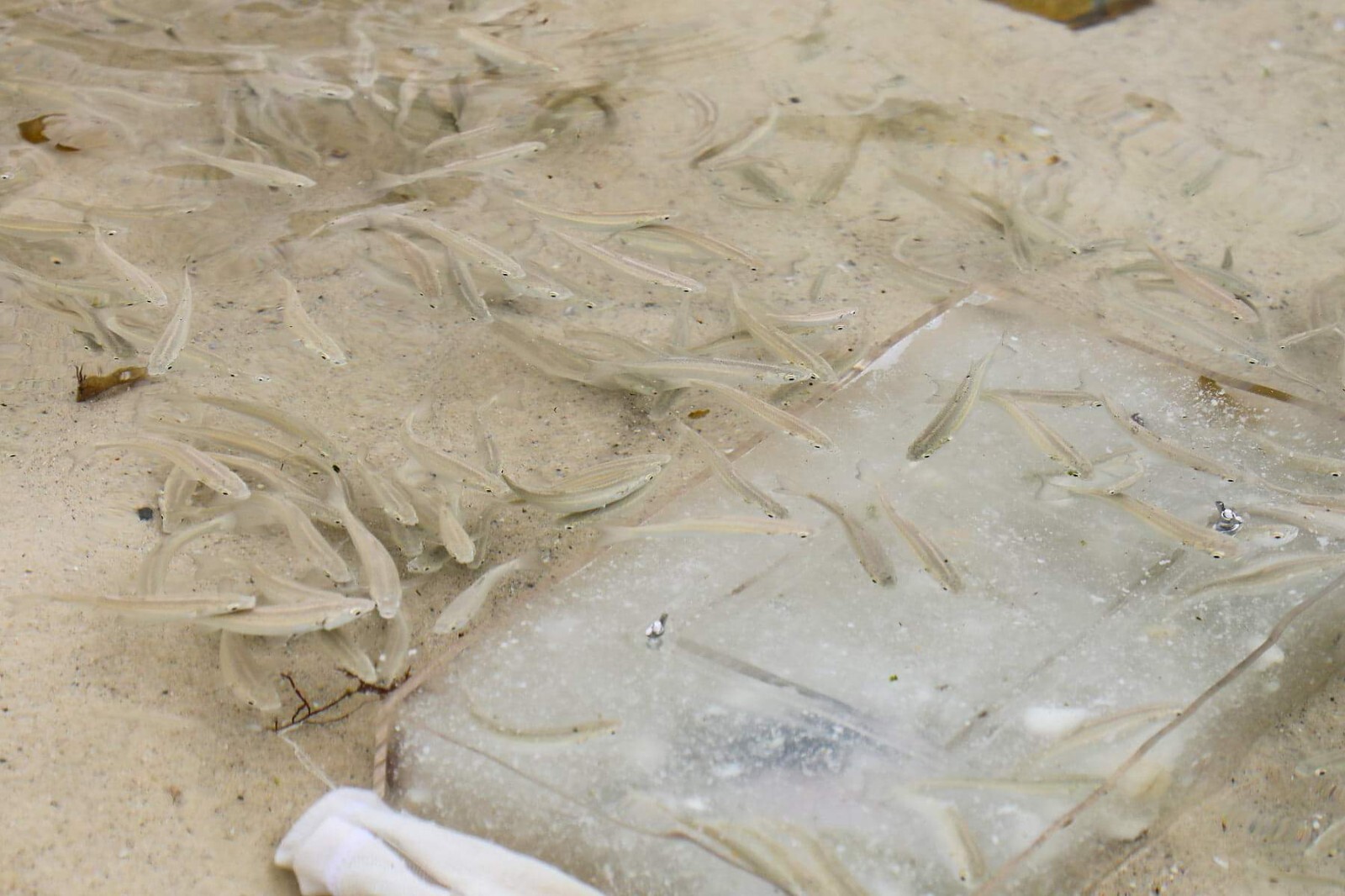 Mullet trap live poddy mullet flathead jewfish lures barra combo berley ...