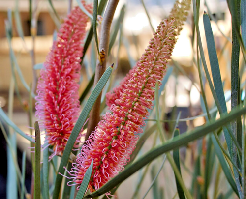 5 X PINK HAKEA SEEDS-EMU TREE-LOVELY NATIVE GARDEN SHRUB-HARDY ...