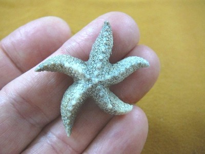 (STAR-1) little Sea star Starfish shed ANTLER figurine Bali detailed ...