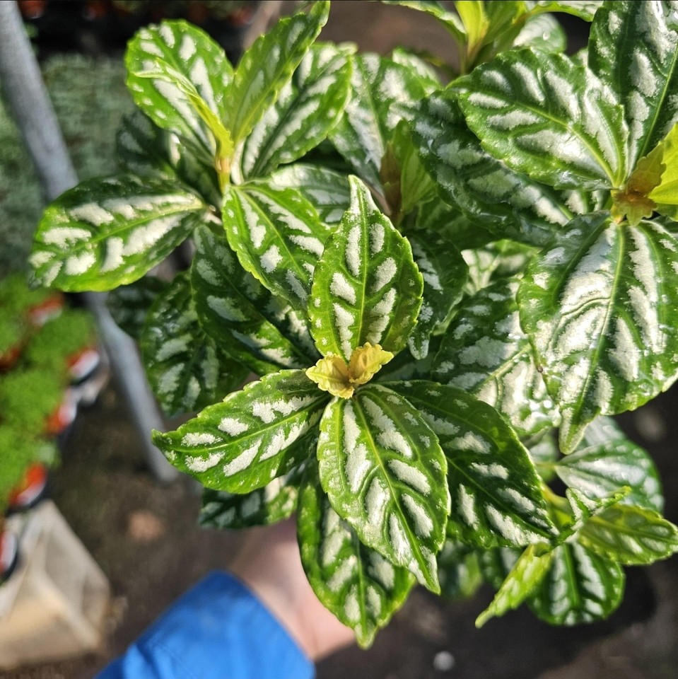 Pilea Watermelon | Aluminum Plant | Pilea cadierei | 4in pot | eBay