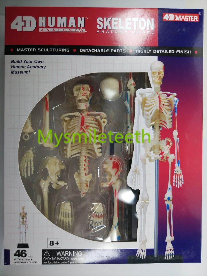 1Set 4D Human Torso Brain Heart Ear Hand Body Anatomical Anatomy ...