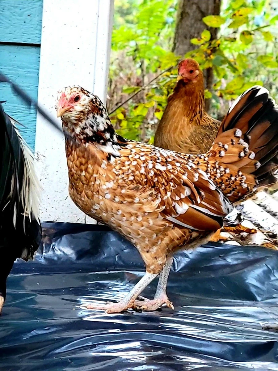 American Game Chicken