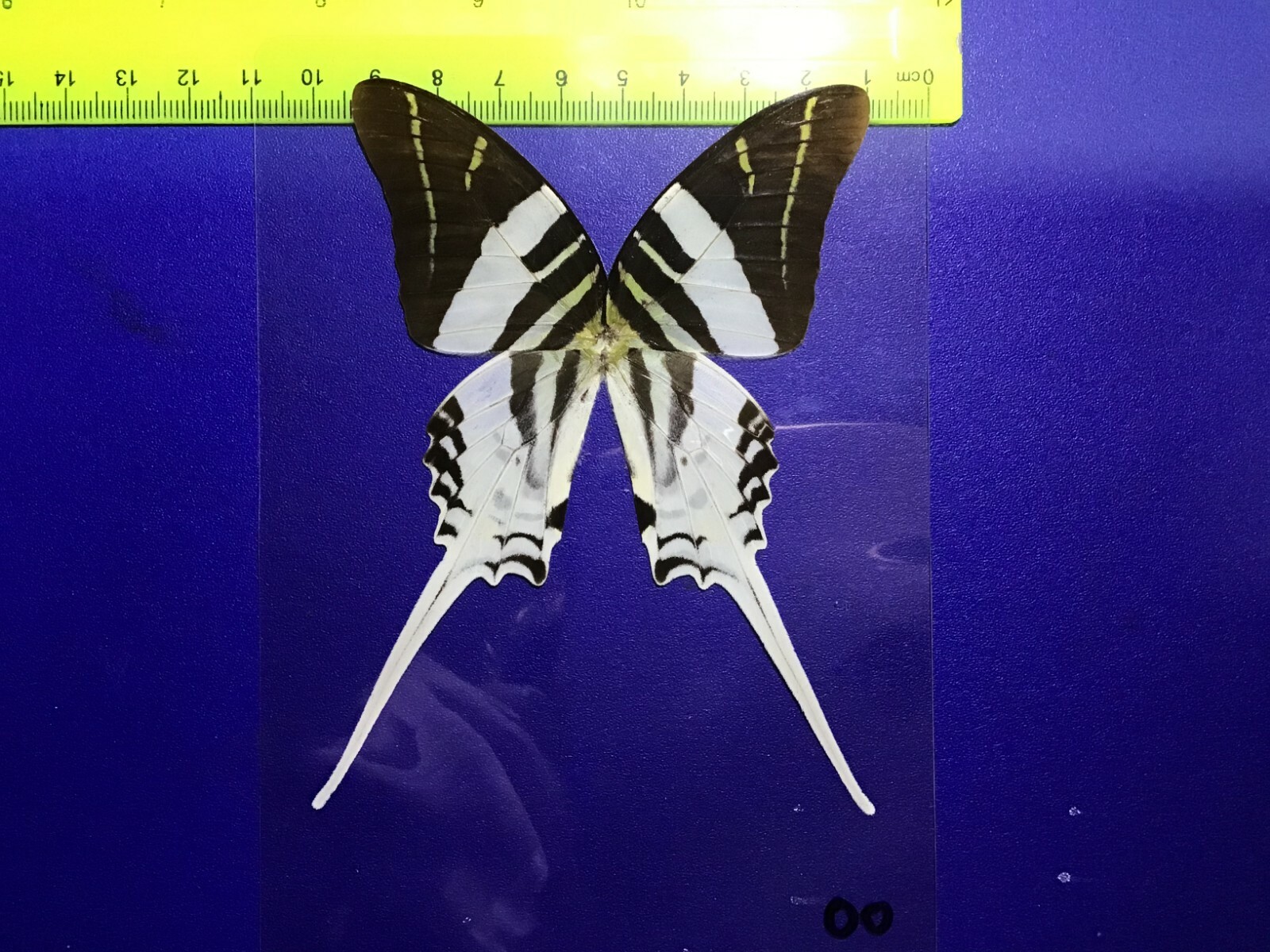 IND 00 A+/ A Graphium androcles Swordtail JUMBO Papilio | eBay