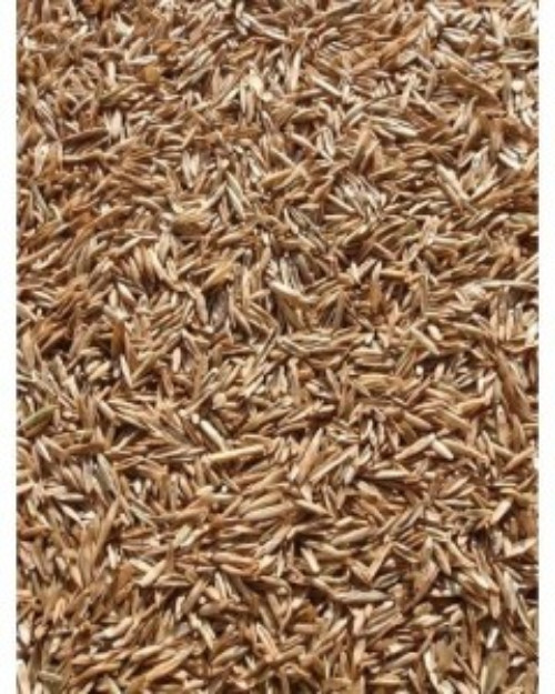 Annual Rye Grass Seed, (5 lb. Pack), Grass Seed, Cool Season Gulf Rye ...
