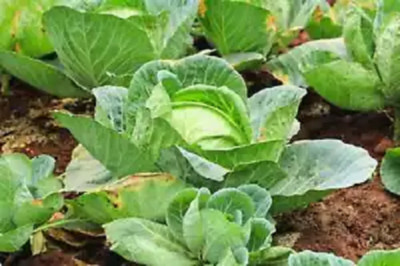 BONAPARTE MINI CABBAGE SEEDS Vegetable Seeds Mini Cabbages Hybrid ...