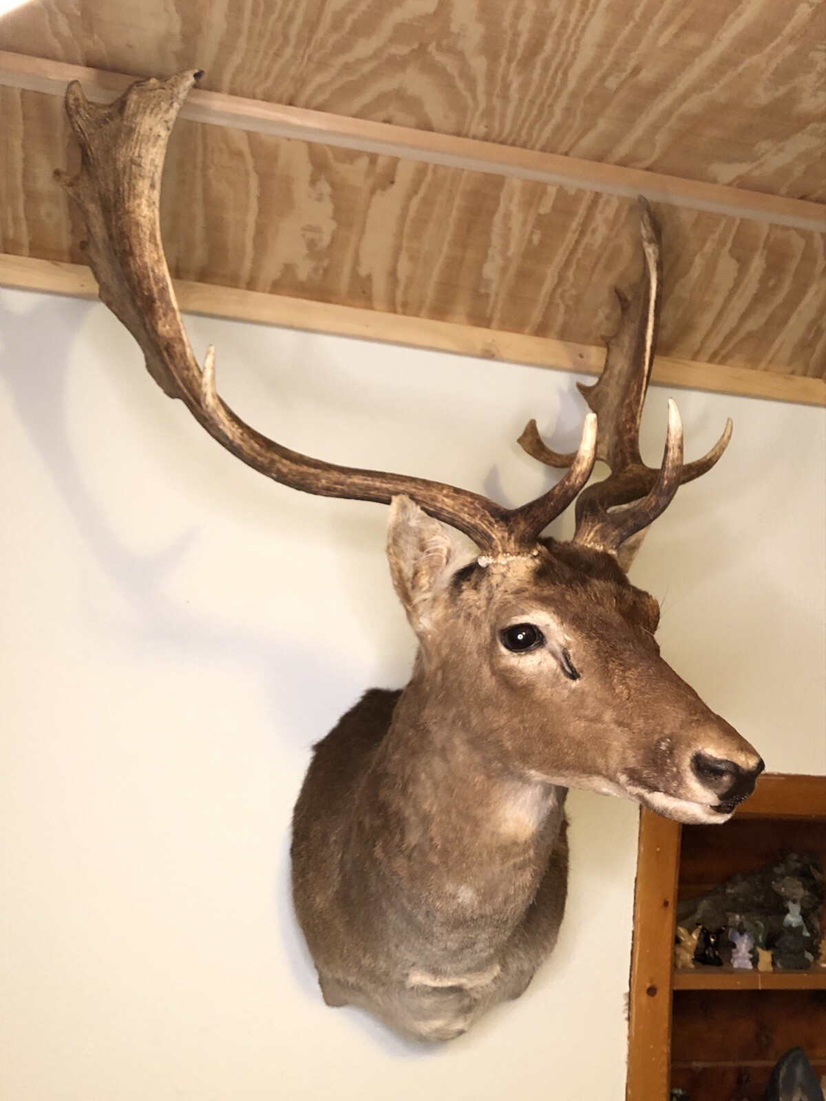 Fallow Deer Palmated Antlers African Deer Vintage 80s Taxidermy ...