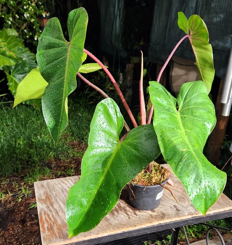 Philodendron erubescens Red Blushing Plant in 6" Pot 18" Tall 24" Wide ...