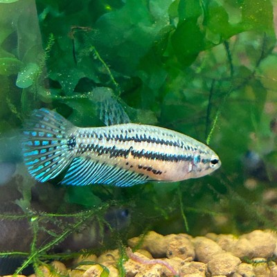 Green Wild Mahachai - Female Betta | eBay