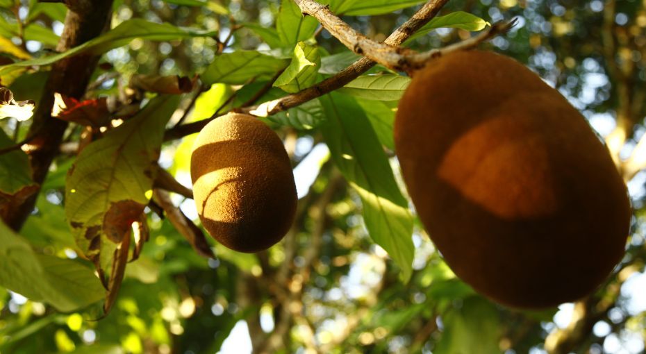 CUPUACU Freeze dried Powder 32oz 2lb 100% Natural Superfood Paradise ...