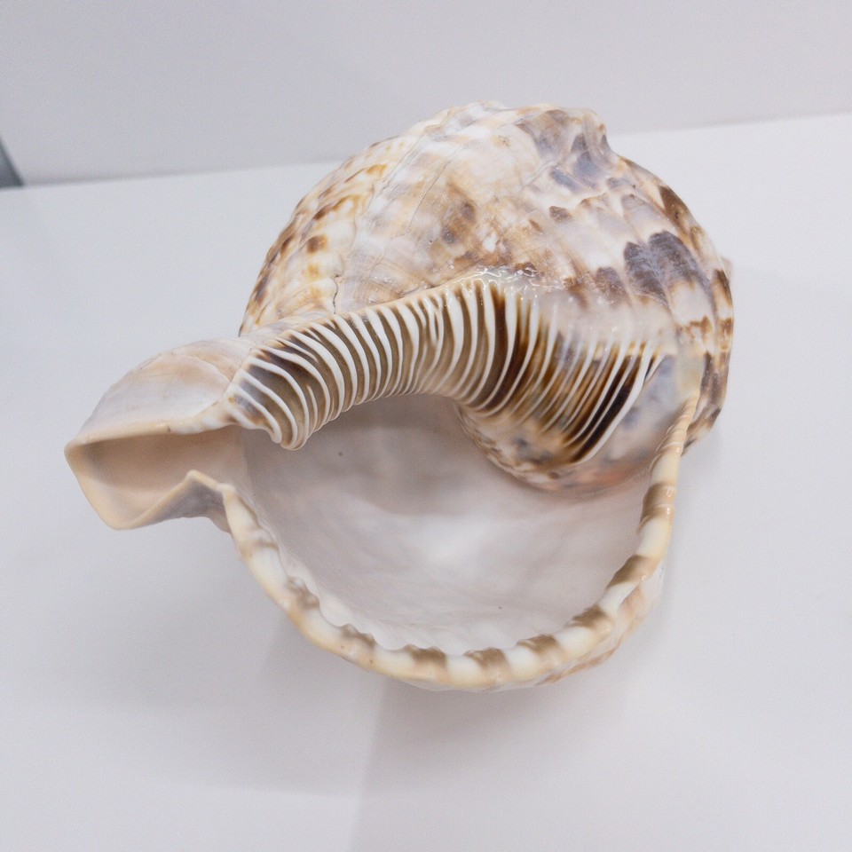 Giant Charonia Tritonis Triton Trumpet Sea Shell Conch 11” long 6.5” W ...