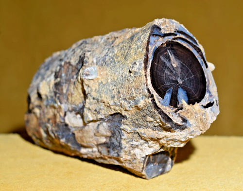 Two Faces Polished Petrified Agatized Wood Tree Trunk W Branch 3Lbs ...