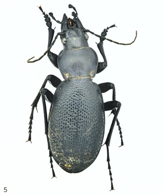 CaBI Carabidae Carabus sp Hebei Tangshan 27mm | eBay