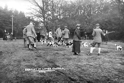 Qaa-25 Pack Of Beagles & People, Lambs Corner, Copythorne, New Forest ...