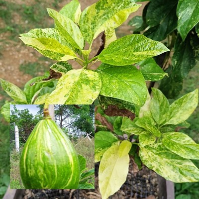 Avocado Variegated Grafted Plant Fruit Tree Tropical Unique Rare ...