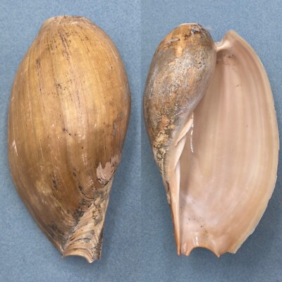 Cymbium pachyus BIG 175mm F+ 20fms Fernando Po, Equatorial Guinea | eBay