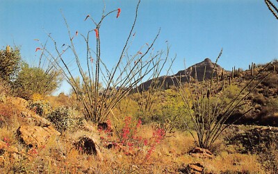Red Ocotillo Cactus Succulent Shrub Southwest Desert Fauna Cacti Vtg ...