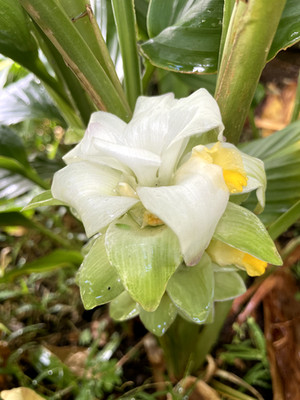 3 Fresh Hawaiian OLENA Turmeric Rhizomes Curcuma Longa Canoe Plant ...
