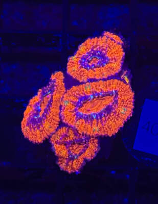 WYSIWYG Red Acan Lord Live Coral Frag SPS LPS for Reef Aquarium Tank | eBay