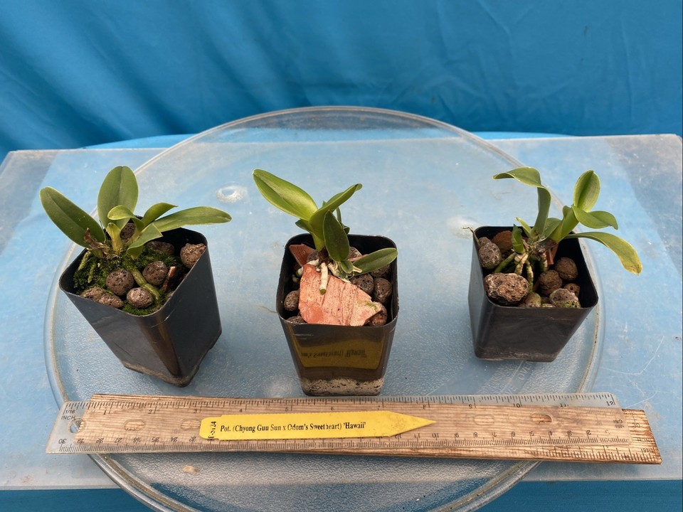 Potinara Chyong Guu Sun X Odom’s Sweetheart ‘Hawaii’ Seedling Orchid 2 ...