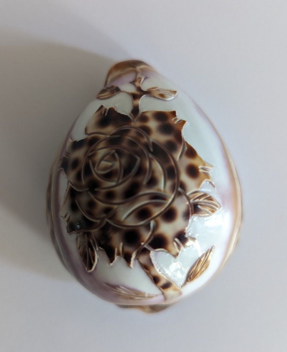 Set of 3 large hand carved cowrie cowry shells beach purple | eBay