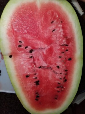 Ali Baba Watermelon Seeds, 20 Heirloom Seeds | eBay