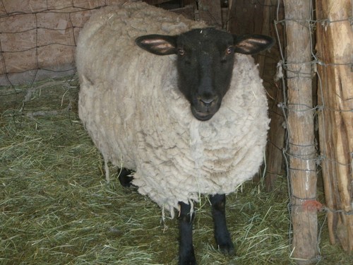 Fresh Moist Poop GOAT Manure Nutrient Rich Fertilizer Tea Beans Organic ...