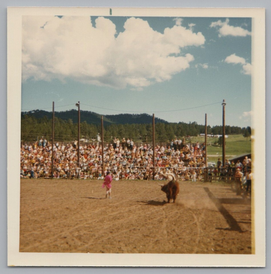 Rodeo Bull Charging Clown Large Crowd Dusty Arena Action Snapshot 1960s ...