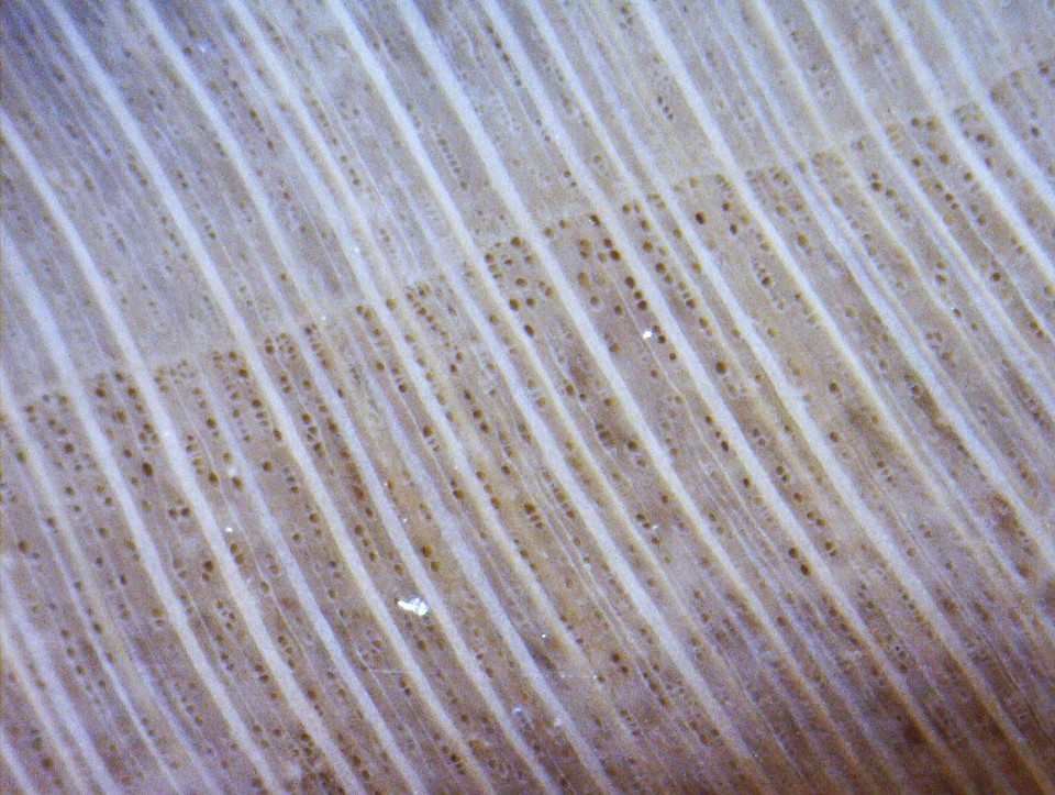 Rosaceae Family Spirea sp. polished petrified wood from McDermitt OR/NV ...