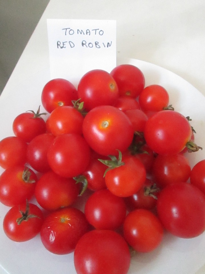 TOMATO RED ROBIN 30 SEEDS - SOLANUM LYCOPERSICUM | eBay UK