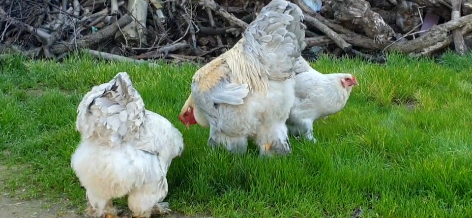 6 NPIP AI CLEAN ISABELLA BRAHMA CHICKEN HATCHING EGGS | eBay