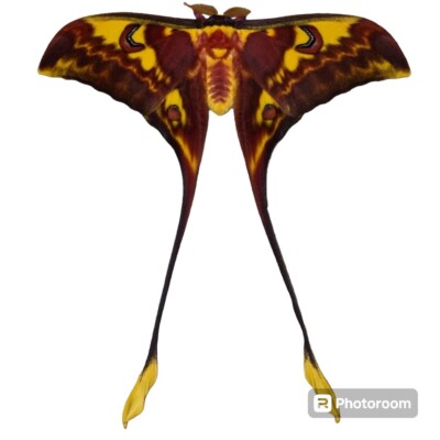 Insect Butterfly Moth Actias isis-Rare Indonesian Moon Moth-Lesser ...