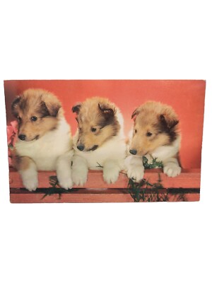 Postcard Three Collie Puppies | eBay