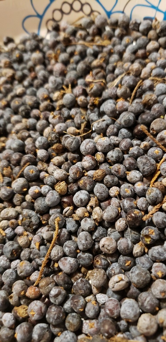 Cedar Tree Seeds Look Like Amazon.com: Thuja Plicata (Western