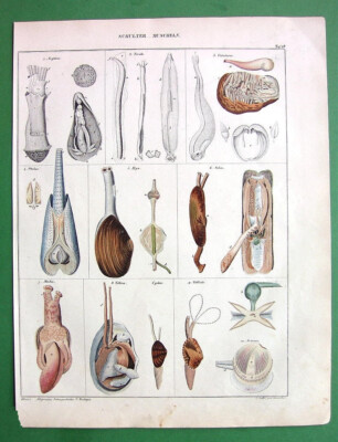 MOLLUSKS Bi-valve Worms Genus Teredo Mya - 1843 COLOR Antique Print by ...