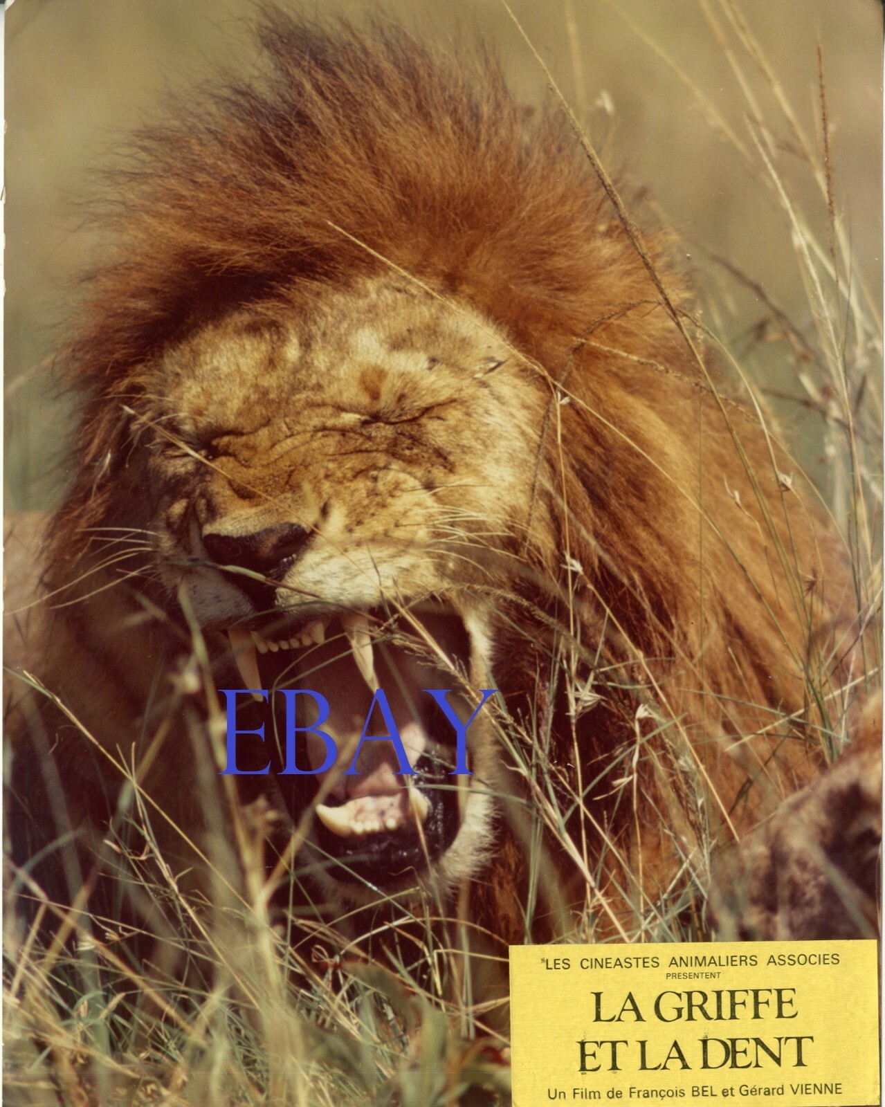 Griffe Lion d’occasion | Plus que 4 à -65%