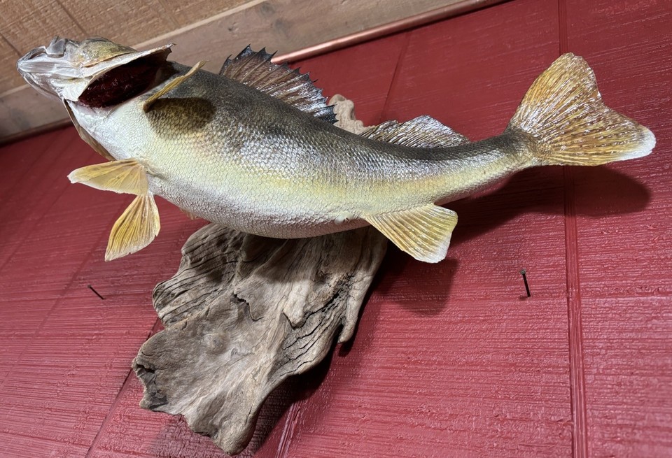 21” Walleye Authentic Real Skin Professional Taxidermy Fish Mounted On ...