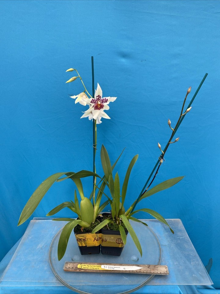 Beallara Big Shot ‘Hilo Sparkle’ + Onc. Opalescent Both 1 SPIKE Orchid ...