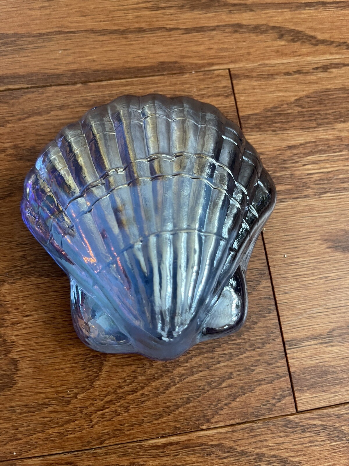 Blue Scallop Shell