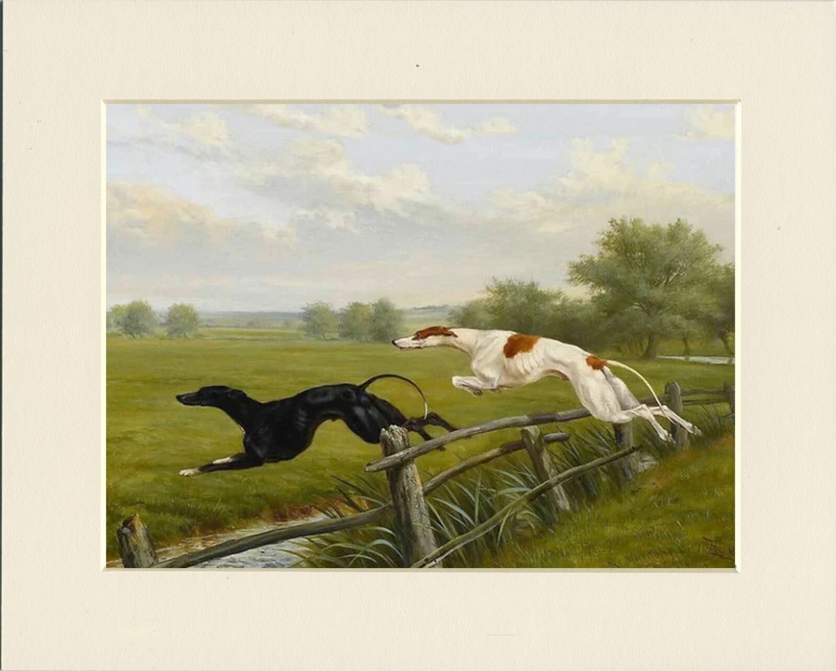 Saluki Coursing
